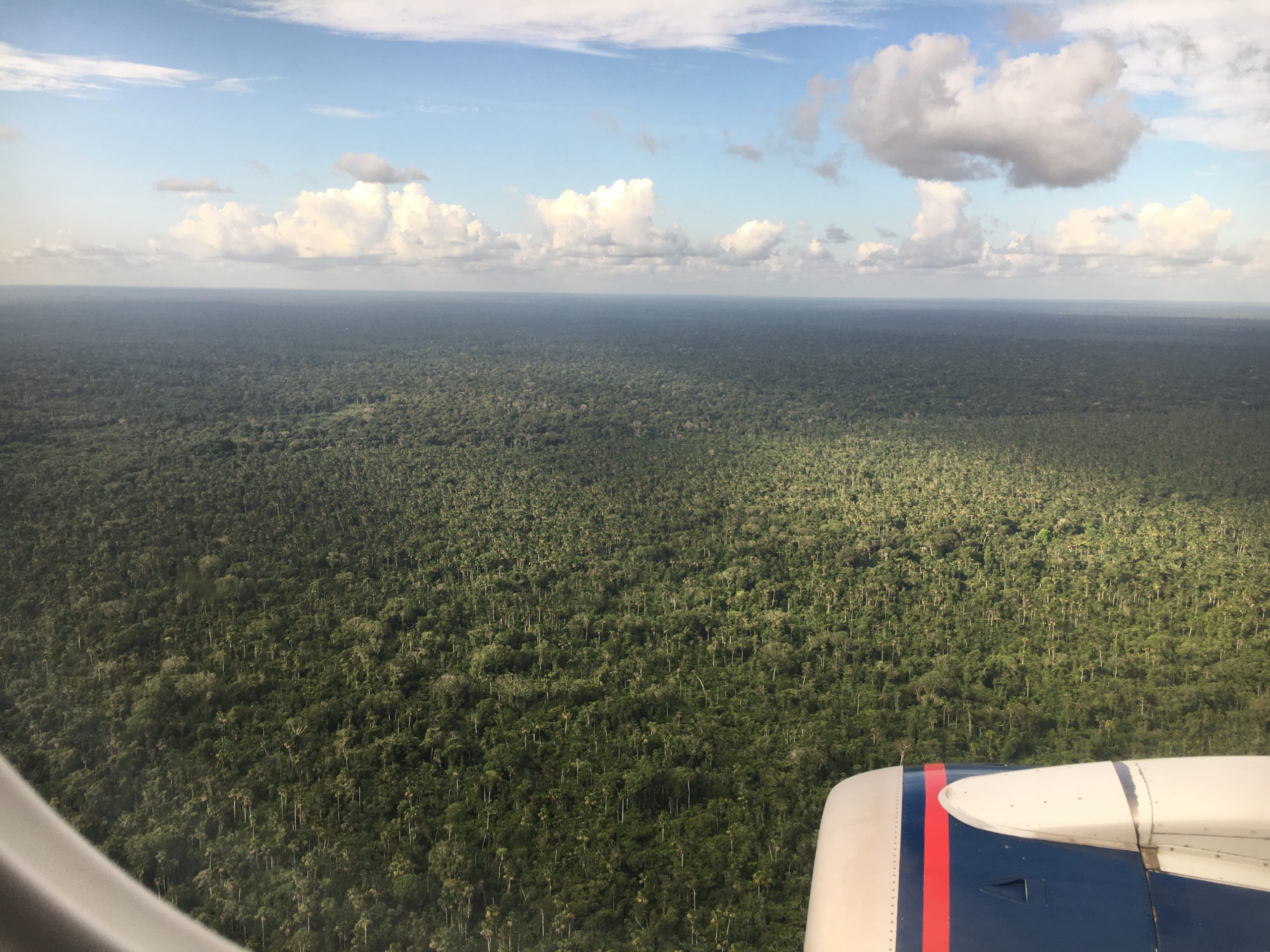 amazon jungle-selva amazonas - PROYECTO GLOBAL